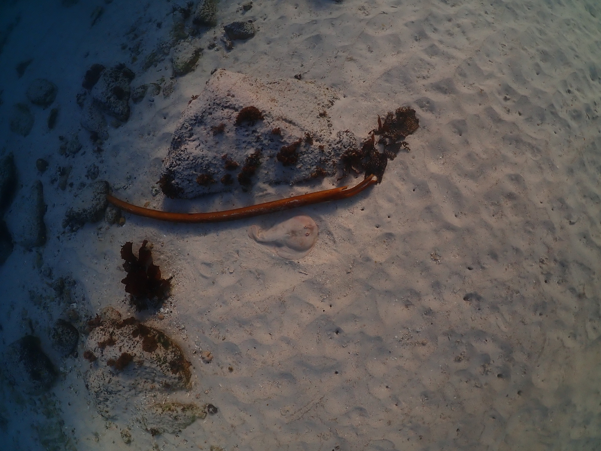 Narke capensis (Gmelin, 1789)