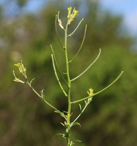 Spreading Wallflower (Erysimum repandum)