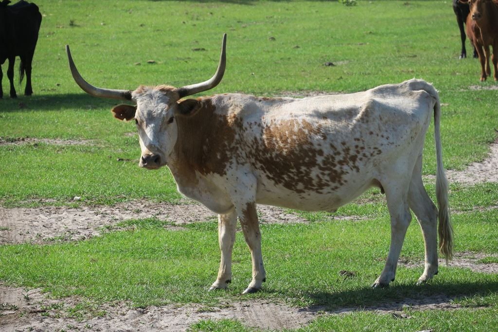 Domestic Cattle (Bos taurus) - Know Your Mammals