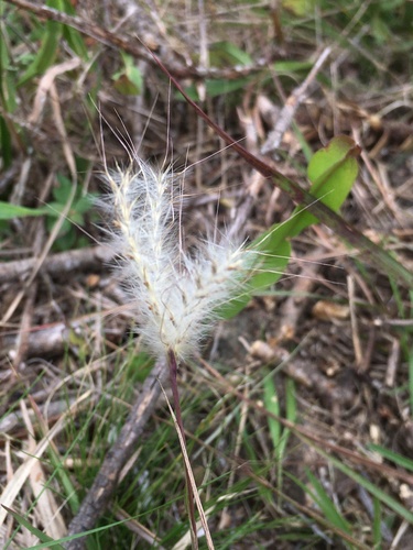 Andropogon macrothrix · iNaturalist
