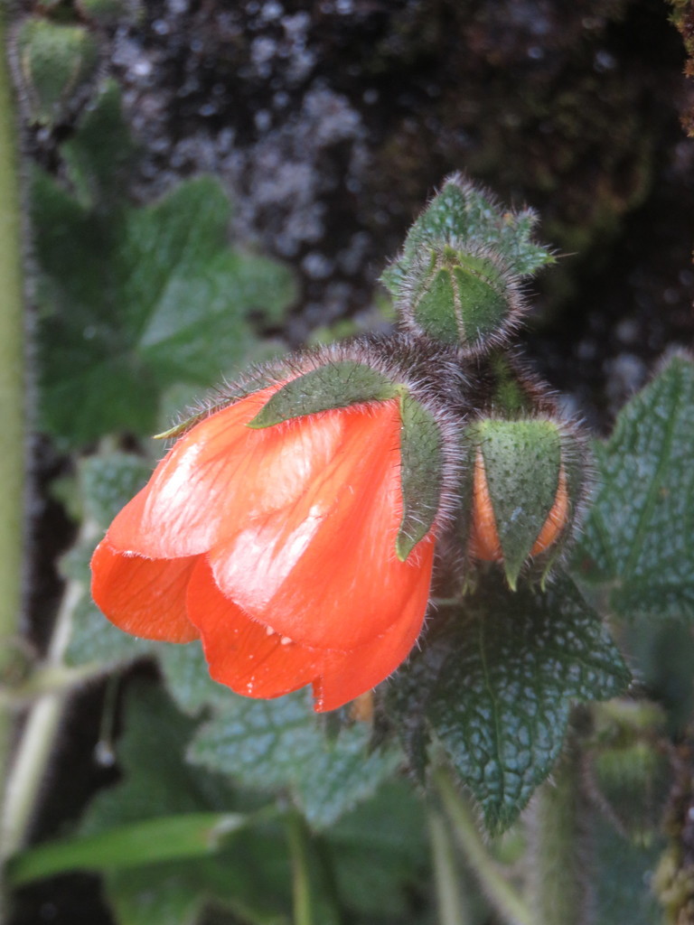 Nasa ferox in April 2022 by gnormand · iNaturalist