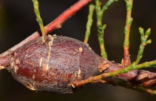 Genus Parapodia · iNaturalist