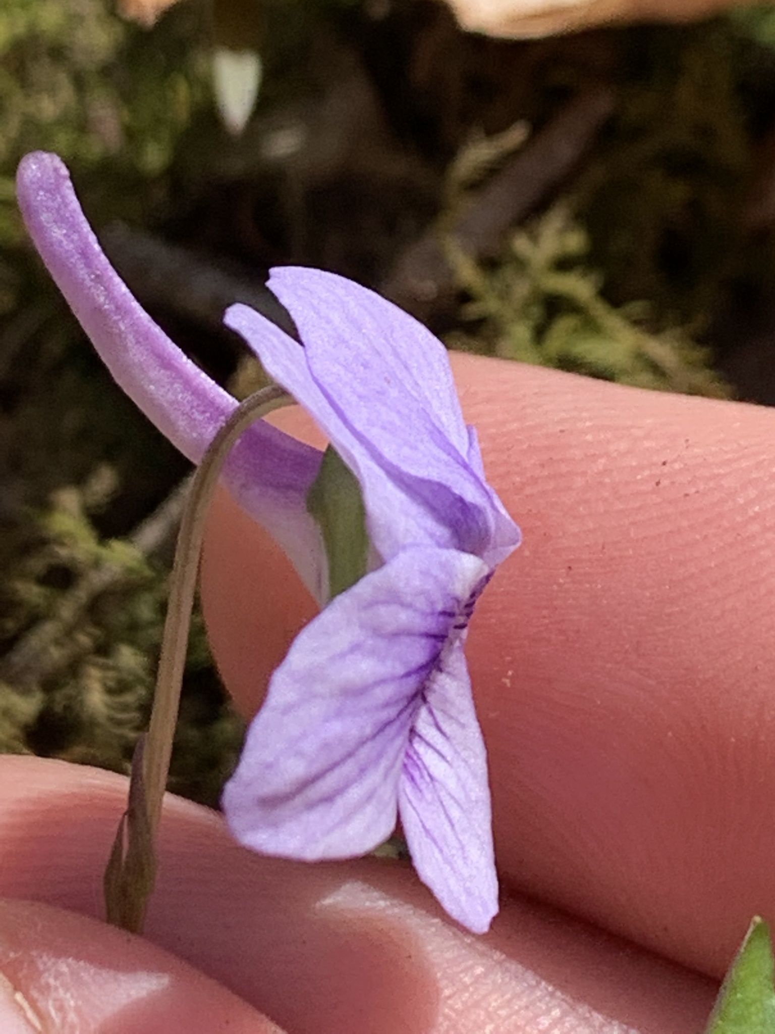 Viola Rostrata