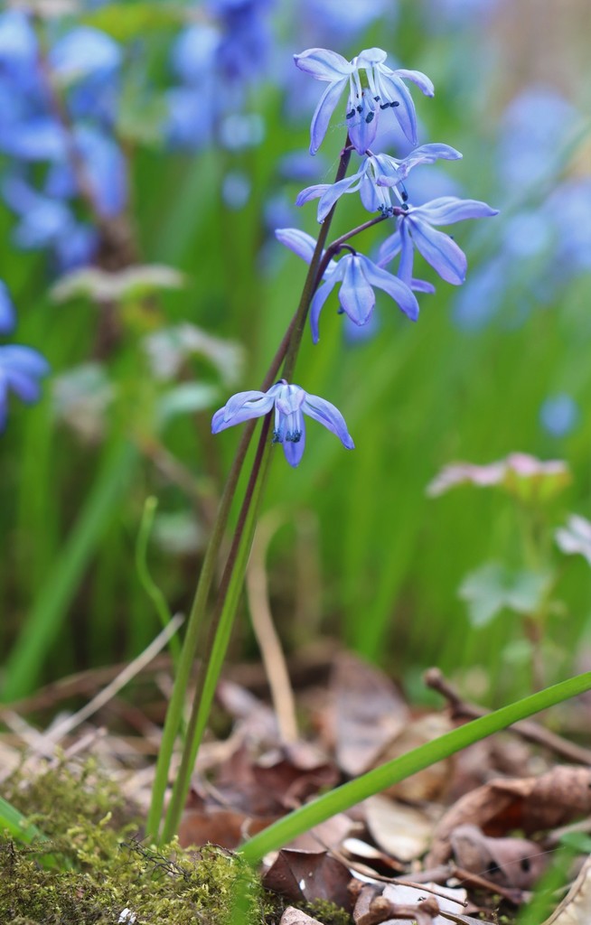 Siberian squill from Belleville, ON, Canada on April 25, 2022 at 01:42 ...