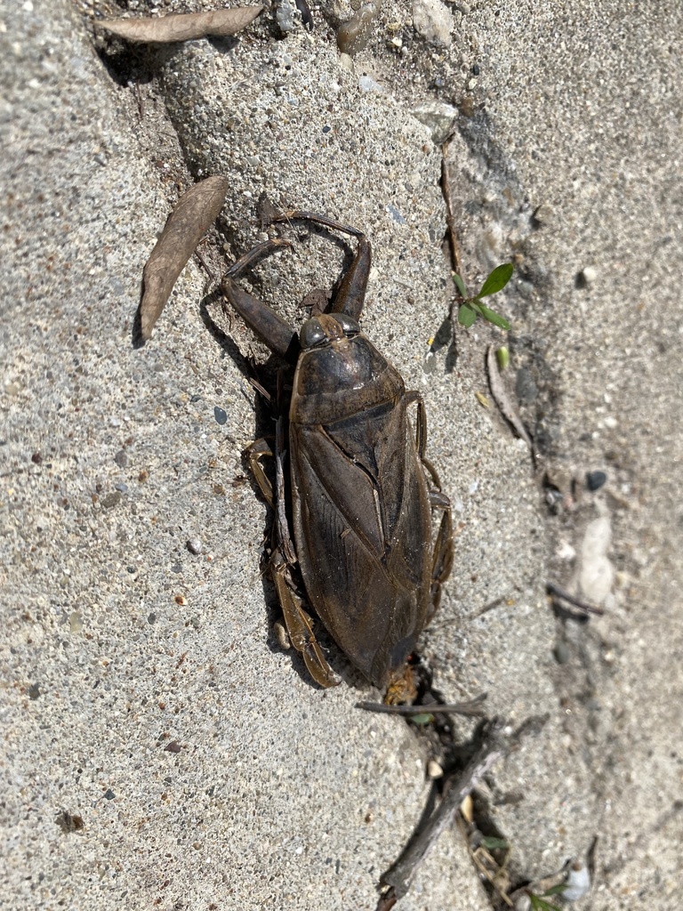 Eastern Toe-biter from Purdue University, West Lafayette, IN, US on ...