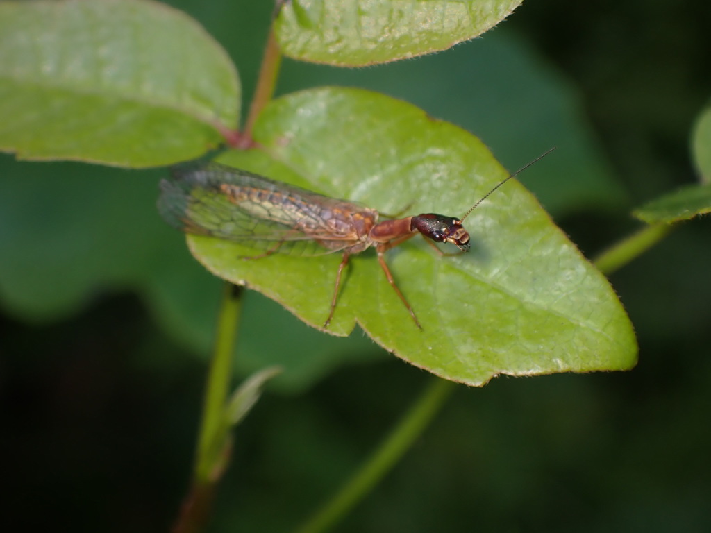 Common Snakeflies from San Mateo County, CA, USA on April 24, 2022 at ...