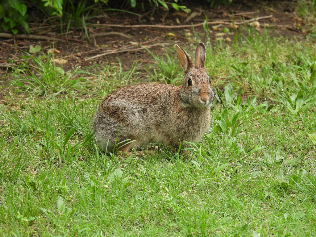 Eastern Cottontails in the State of Virginia