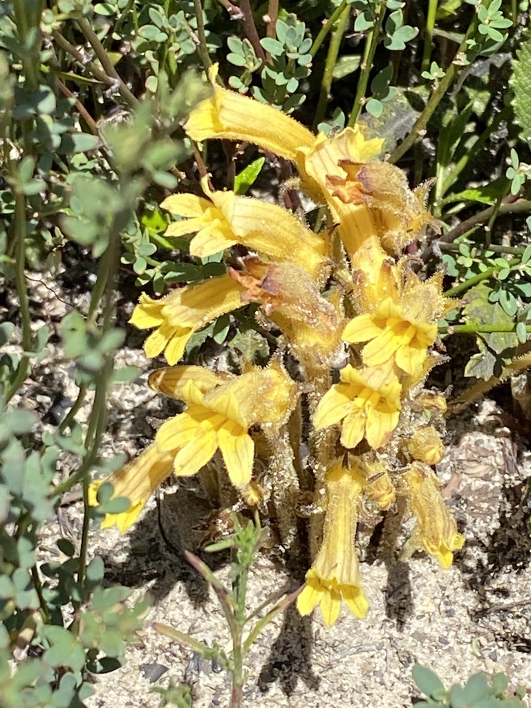yellow clustered broomrape from Santa Cruz County, CA, USA on April 25 ...