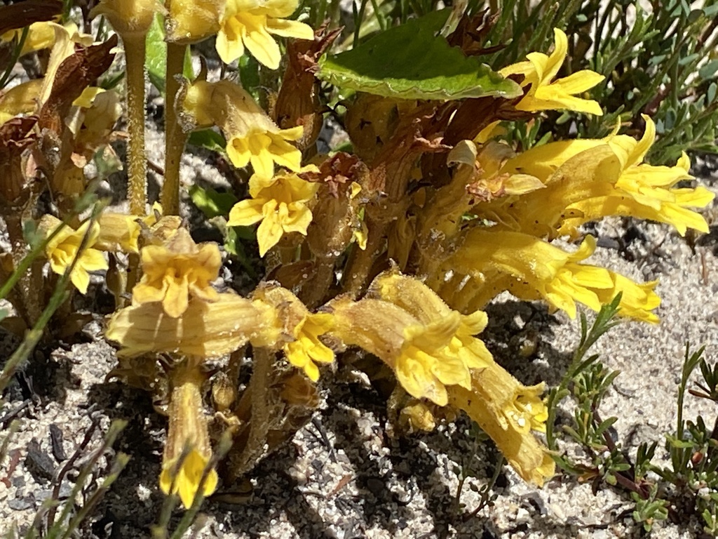yellow clustered broomrape from Santa Cruz County, CA, USA on April 25 ...
