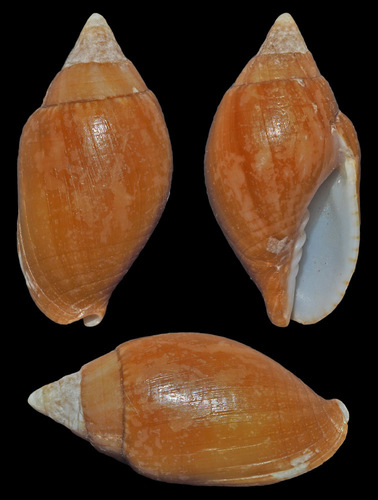 Nebularia fastigium · iNaturalist