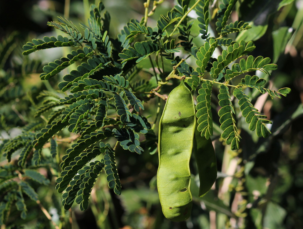 Coastal Climbing Acacia (Enseleni Nature Reserve - Plants) · iNaturalist