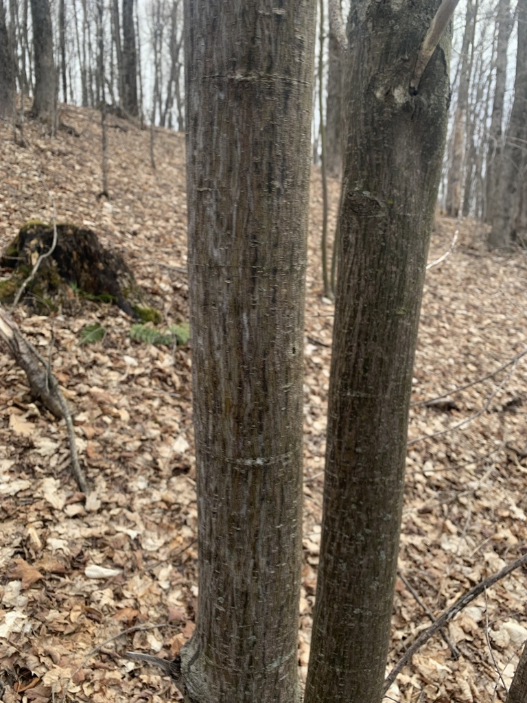 striped maple from Clover Hill Rd, Strafford, VT, US on April 23, 2022 ...