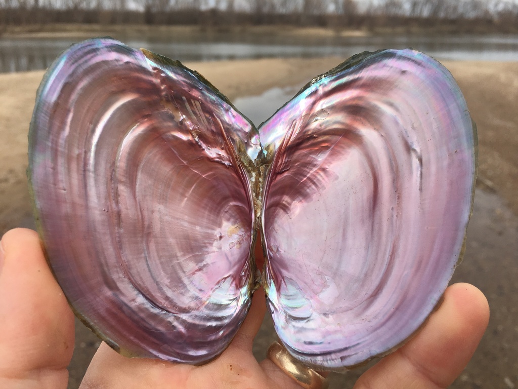 Pink Papershell from Kansas River, De Soto, KS, US on February 23, 2020 ...