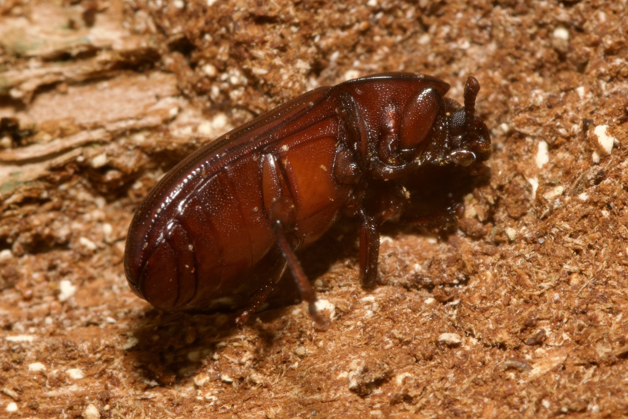 Uloma culinaris (Linnaeus, 1758)