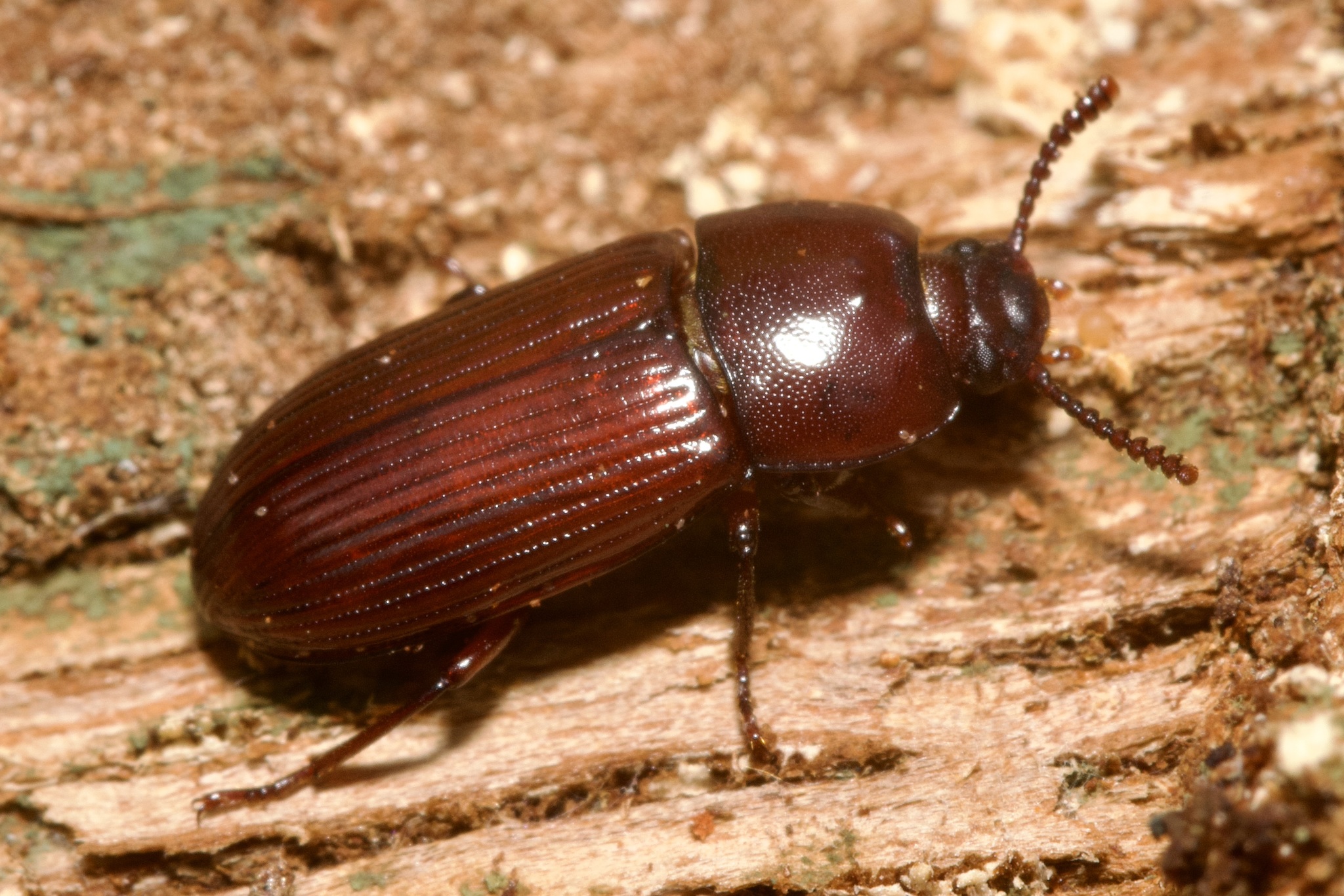 Uloma culinaris (Linnaeus, 1758)