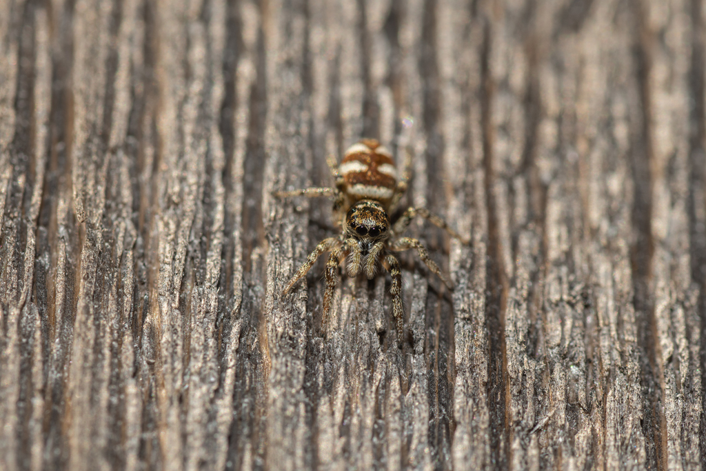 Zebra Jumping Spider in April 2022 by Tony Milani. female on fence ...