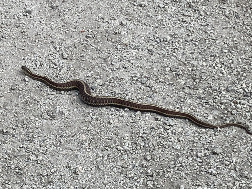 Coast Garter Snake from Cowell-Purisima Trail, Half Moon Bay, CA, US on ...
