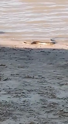 False Water Cobra (Hydrodynastes gigas) - Snakes and Lizards