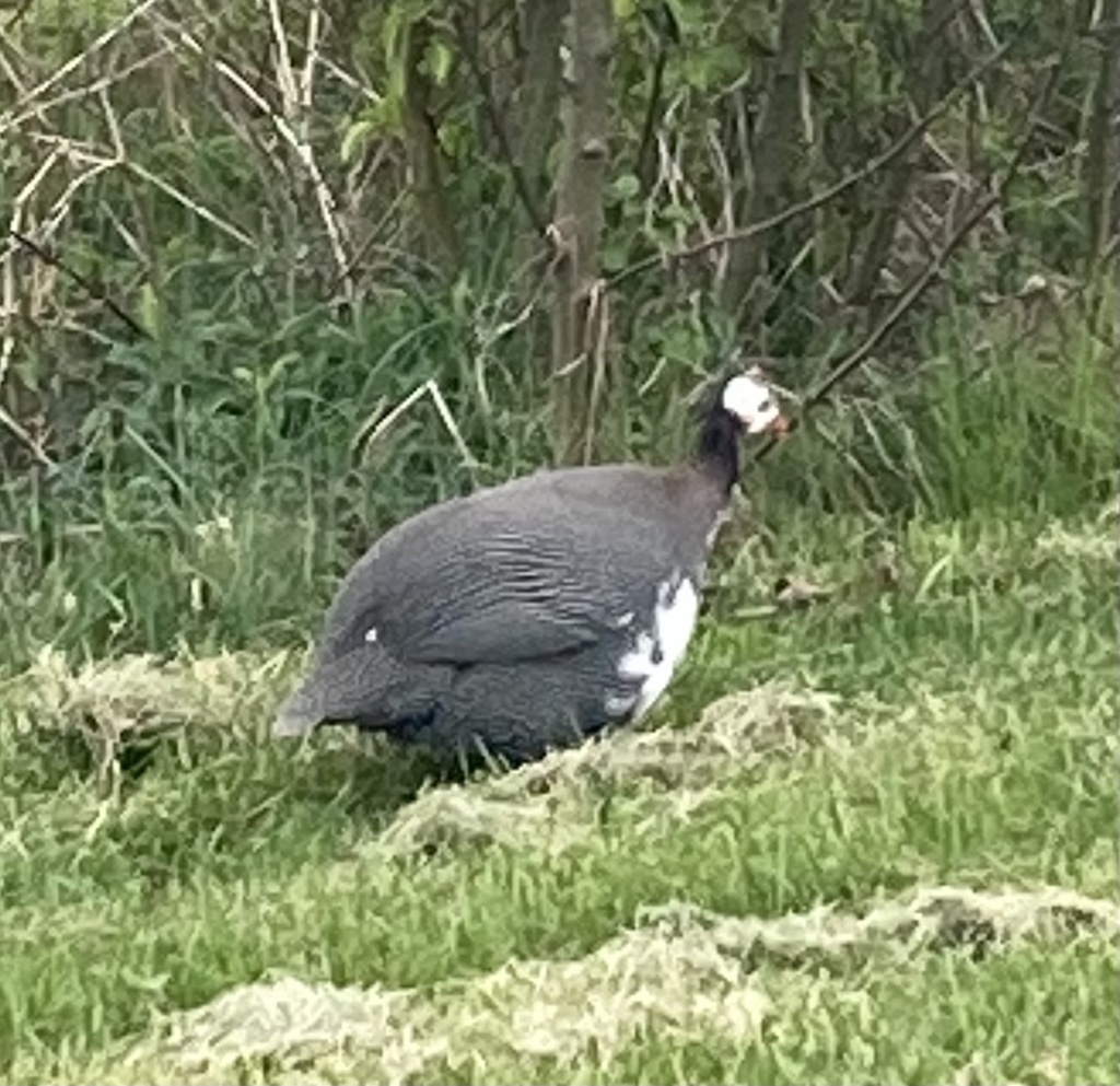 (Numida) - Avian Discovery