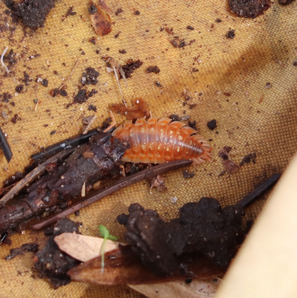 Common Shiny Woodlouse from Windsor, CT, USA on April 25, 2022 at 01:44 ...