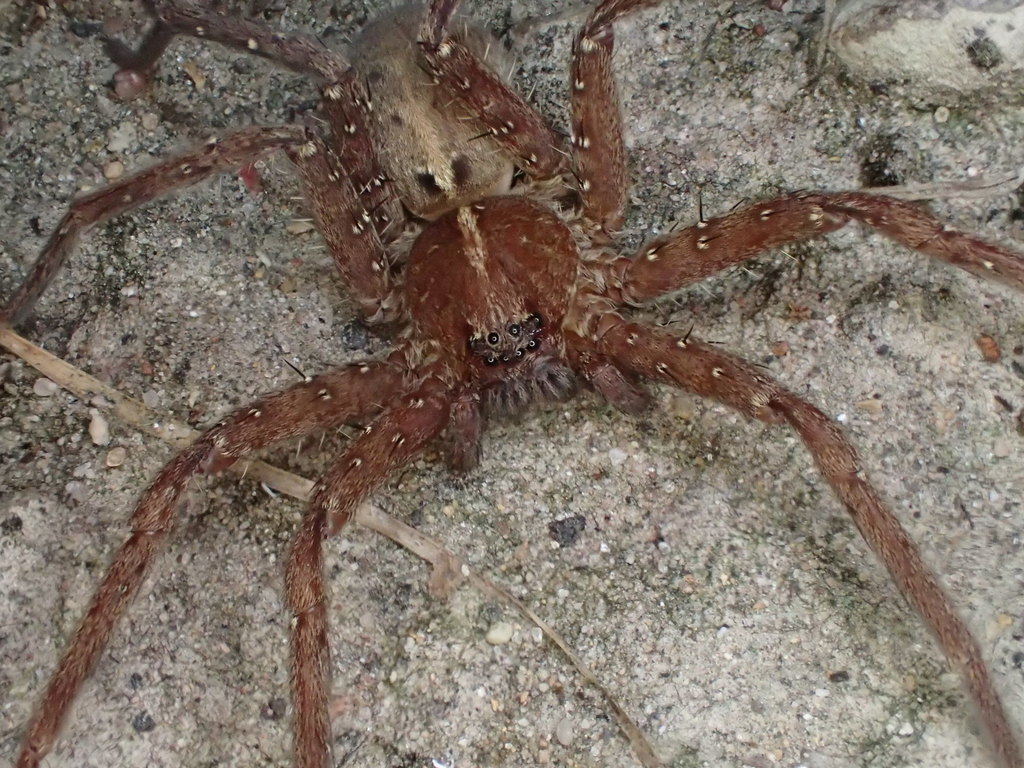 Darwin Rock Huntsman in April 2022 by Mark Hura · iNaturalist