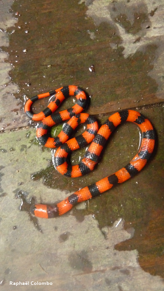 Micrurus nigrocinctus divaricatus from La Ceiba, Honduras on October 22 ...