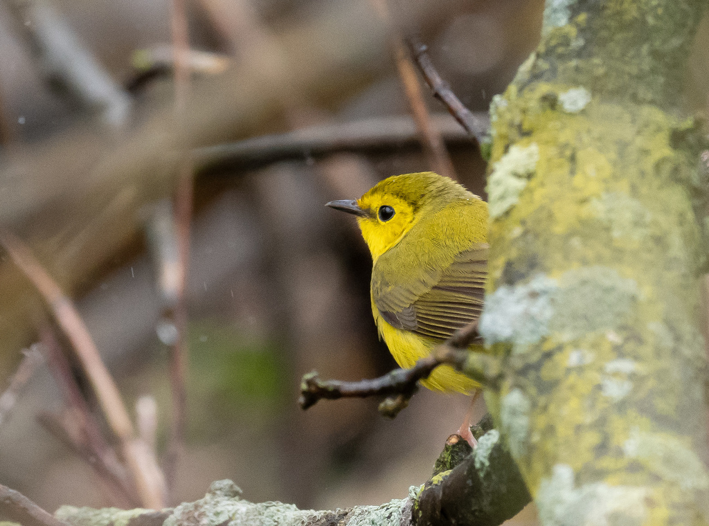 Hooded Warbler from Oak Harbor, OH 43449, USA on April 25, 2022 at 02: ...