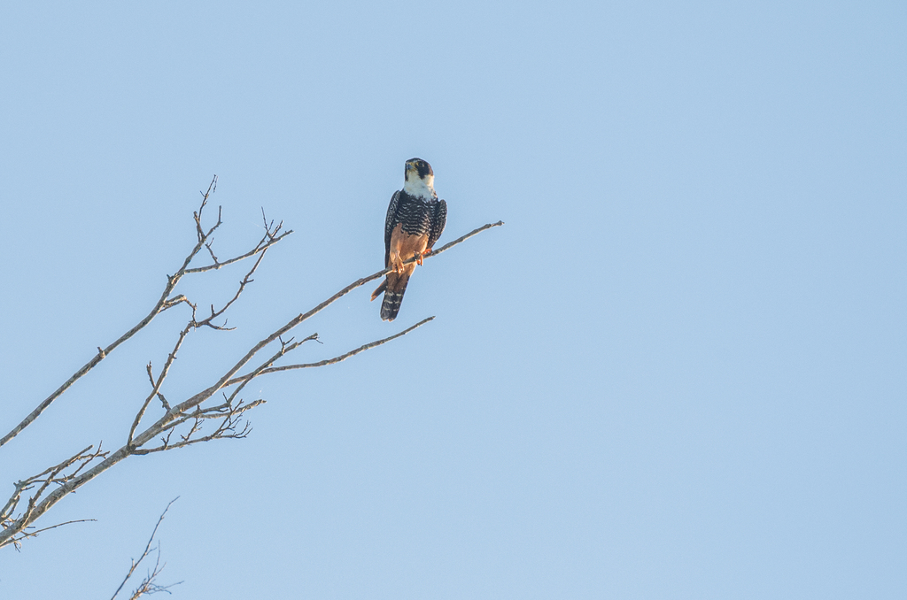 Bat Falcon from Foz do Iguaçu - State of Paraná, Brazil on November 8 ...