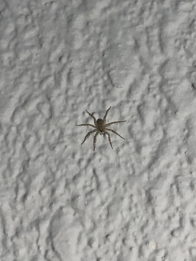 Crescent-eyed Spiders from Puerto Rico, Bayamón, Puerto Rico, US on ...