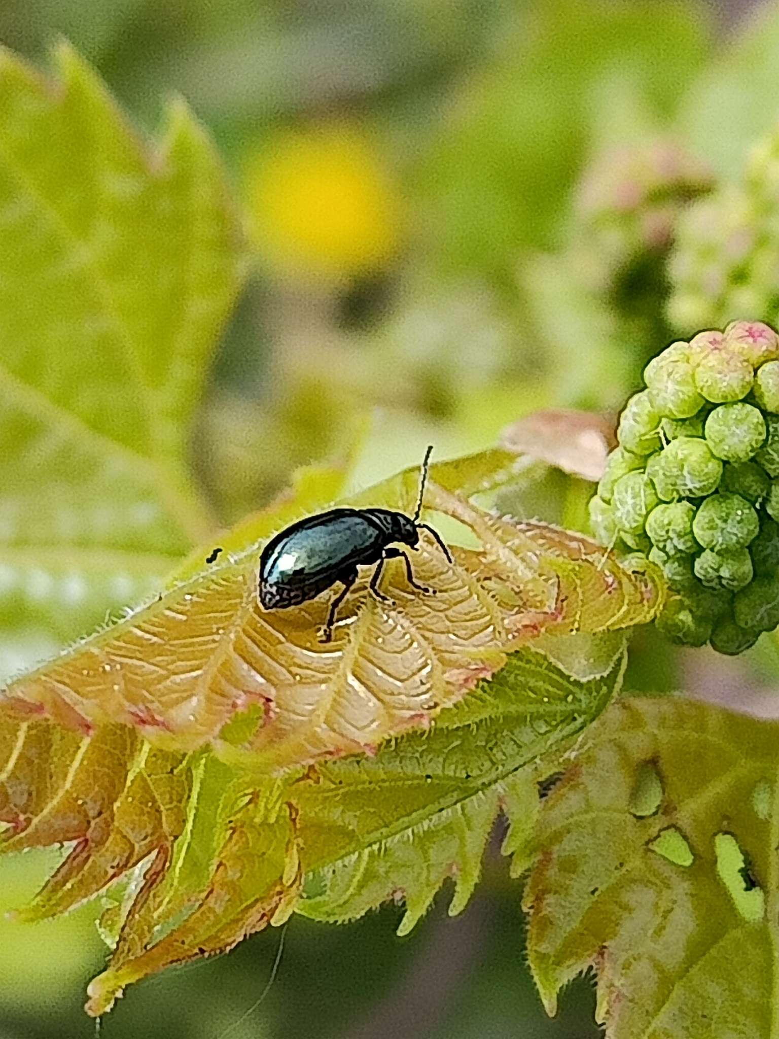 Altica ampelophaga (Guérin-Ménéville, 1858)
