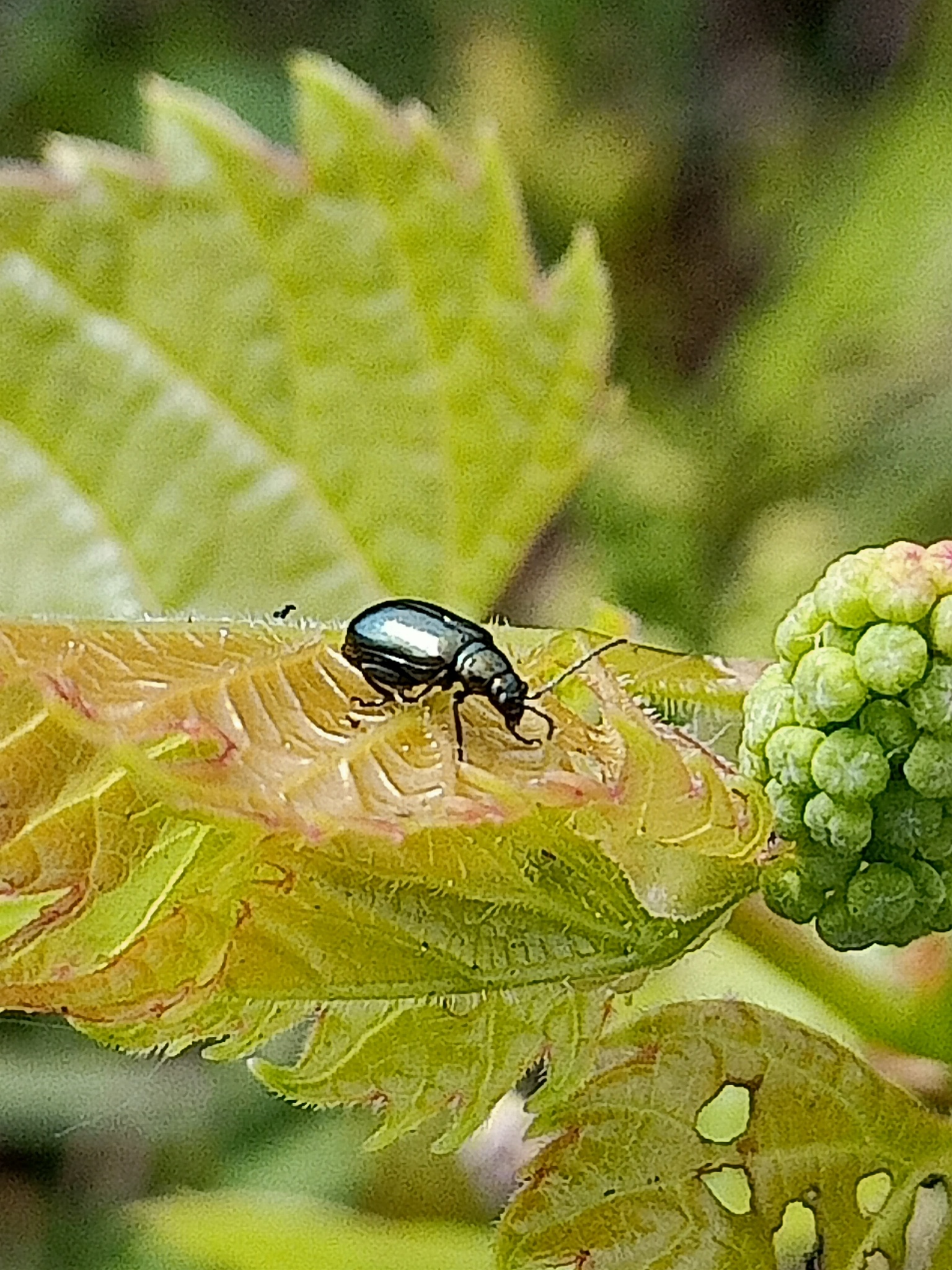 Altica ampelophaga (Guérin-Ménéville, 1858)