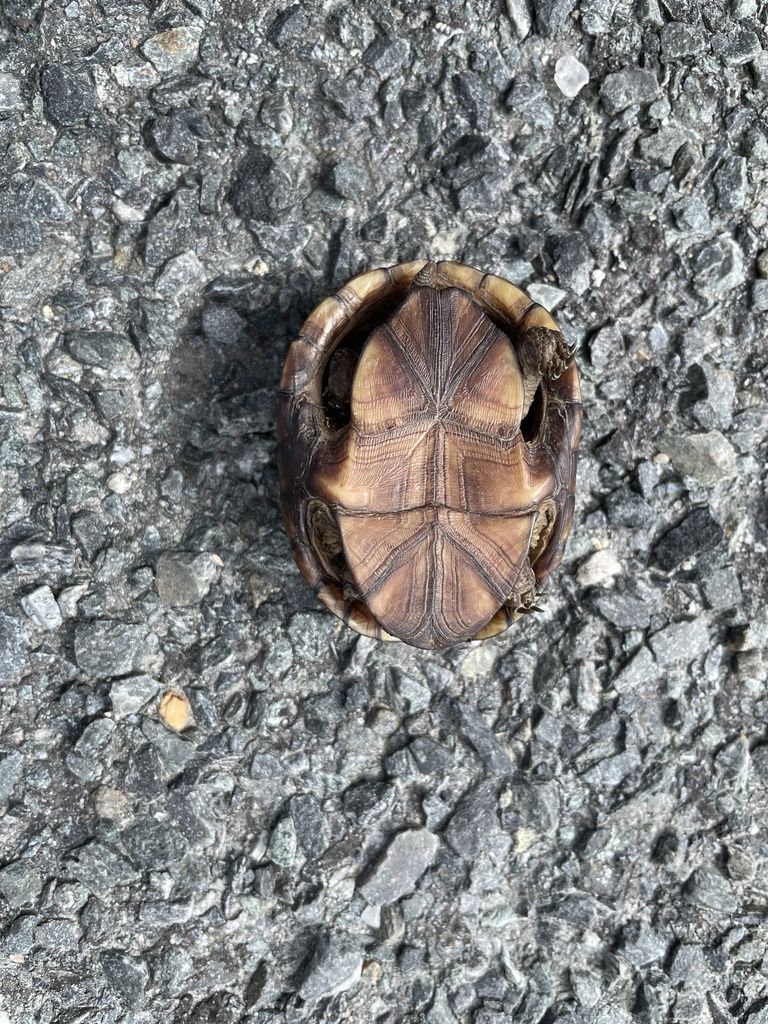 Eastern Mud Turtle from Smyrna, DE, US on March 20, 2022 at 11:48 AM by ...