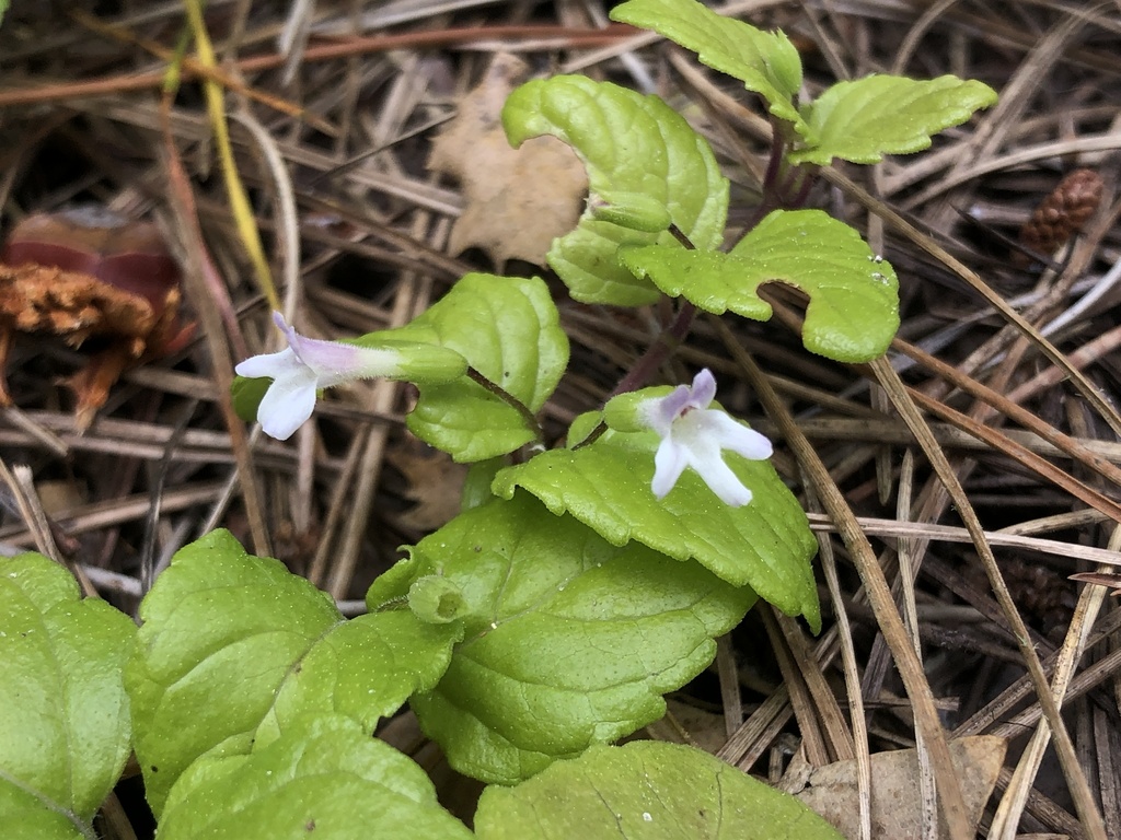yerba buena from Monterey, CA, US on April 25, 2022 at 02:55 PM by ...