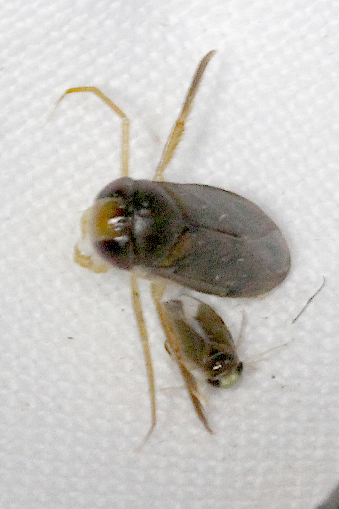 Micronecta from Lonesome Stockyards, Beilba QLD 4454, Australia on ...