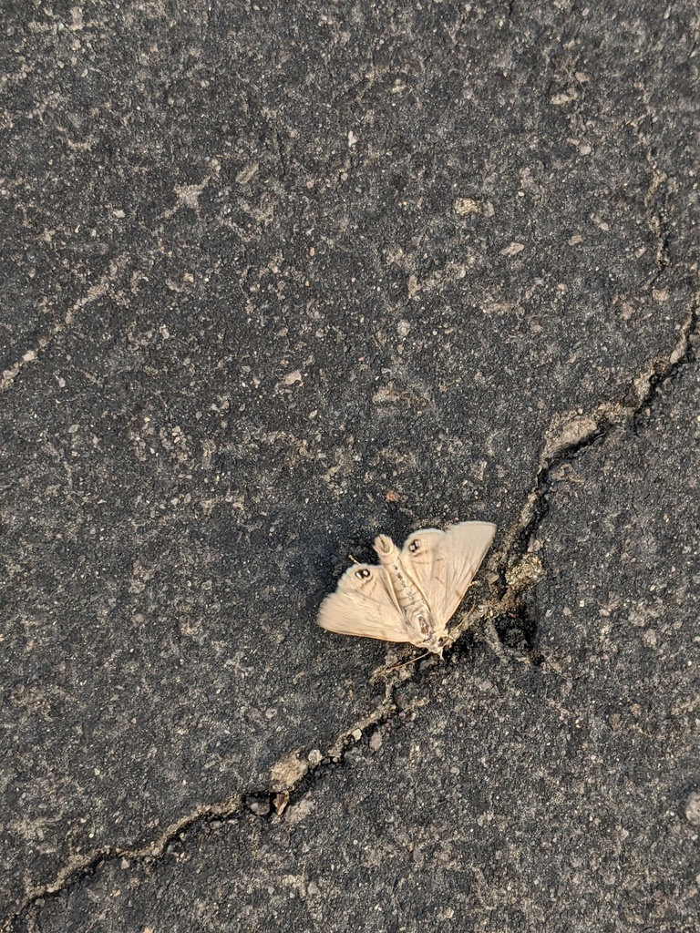 Palm Flower Moth from Riverside, California, United States on April 24 ...