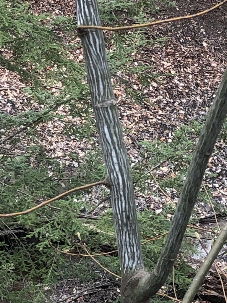 striped maple from Hamburg, NY, US on April 25, 2022 at 05:33 PM by ...