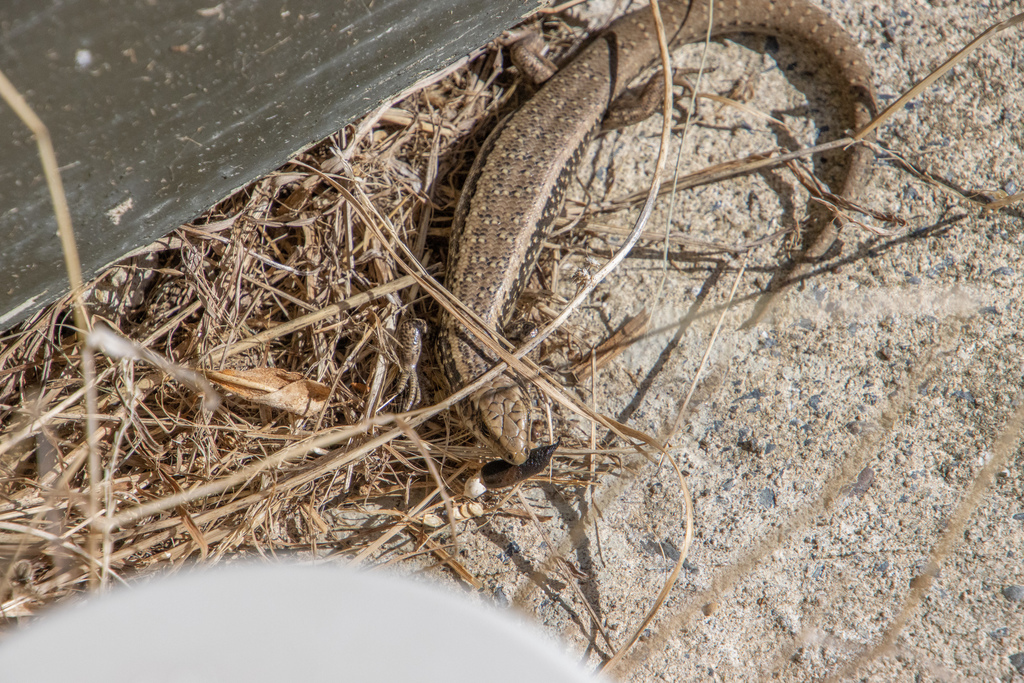 Northern Spotted Skink in April 2022 by Hayden Jones · iNaturalist