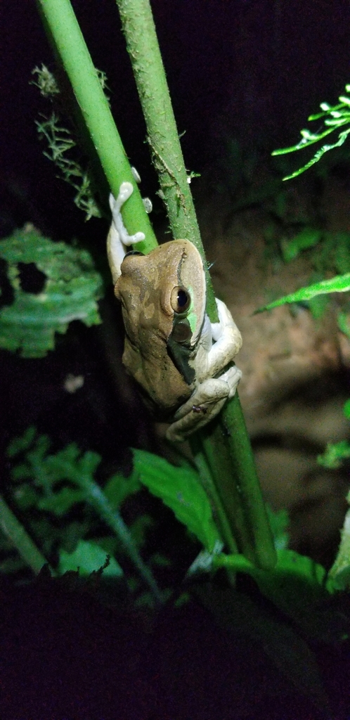 Masked Tree Frog from Jama, Ecuador on April 24, 2022 at 11:44 PM by ...