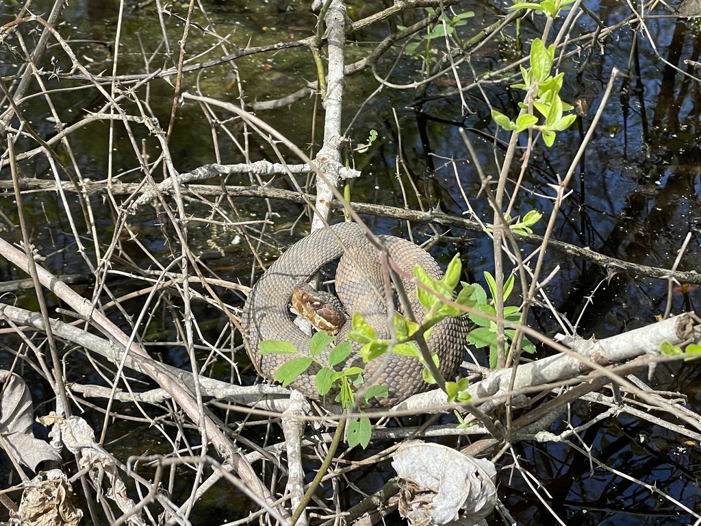 Northern Cottonmouth in April 2022 by Paul Marcum · iNaturalist