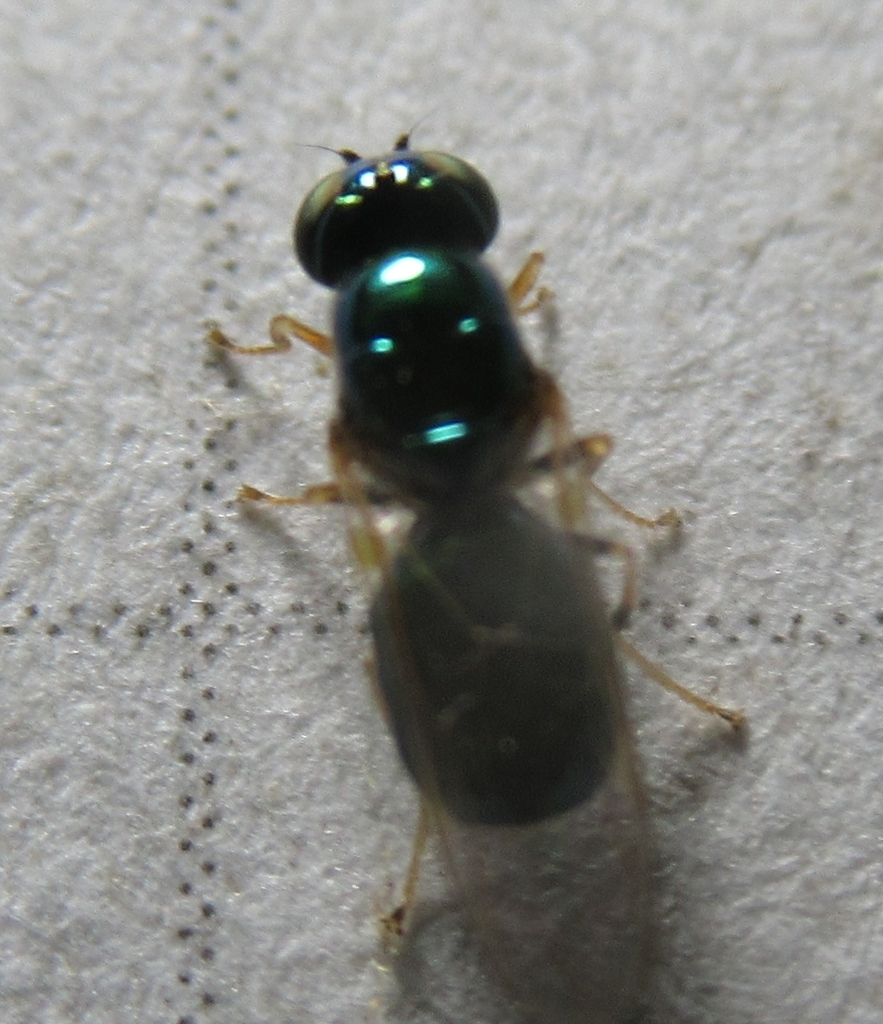 Black-horned Gem Fly from 5365 CR 326, Lexington, Lee Co, TX, USA on ...