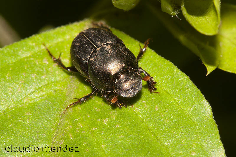 Dung Beetles from Parque Nacional El Palmar , Colón, Entre Ríos ...