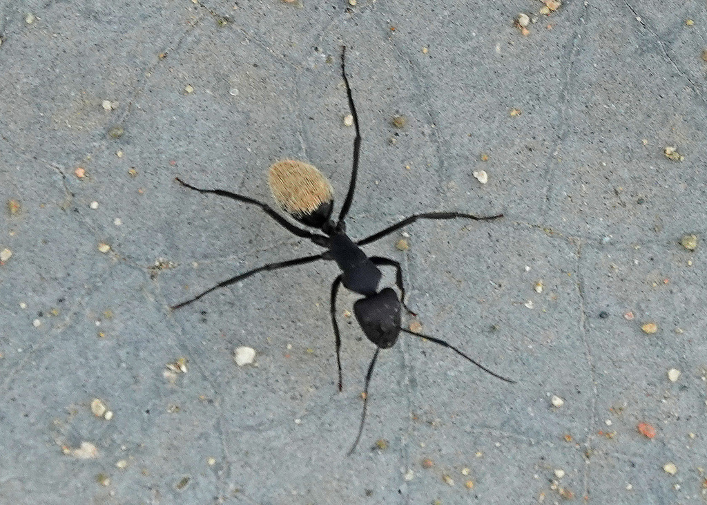 Karoo Balbyter Ant from Solitaire, Namibia on March 30, 2022 at 06:18 ...