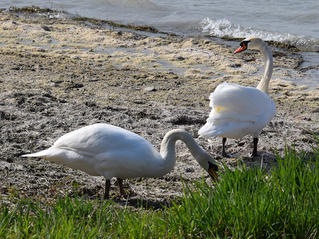 Mute Swan from Kreuzlingen, CH-TG, CH on April 16, 2022 at 04:35 PM by ...