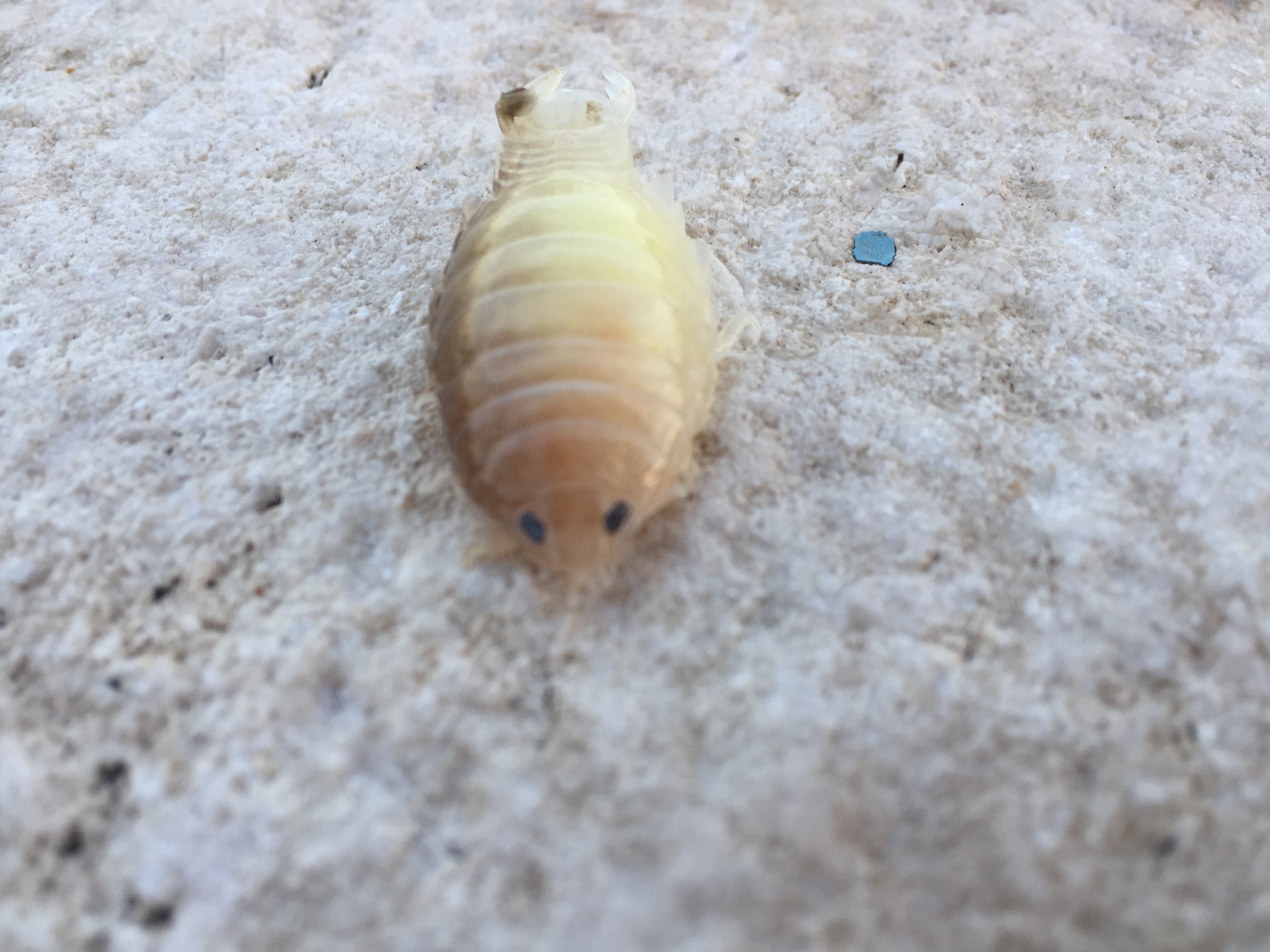 Anilocra physodes (Linnaeus, 1758)