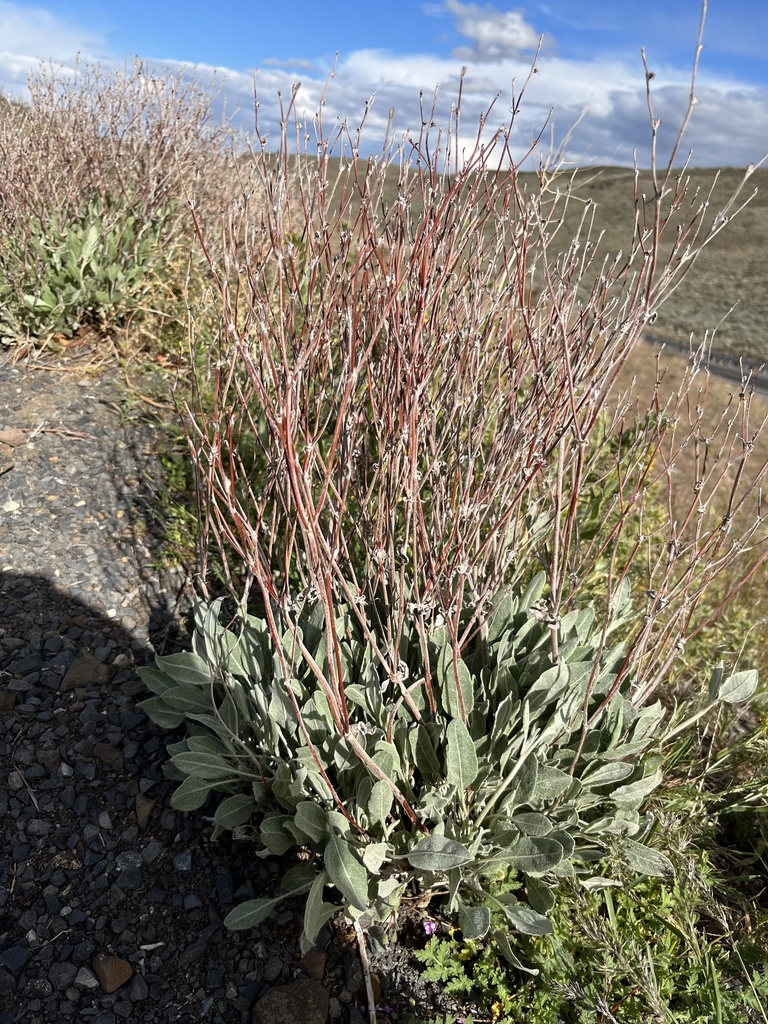 Snow Buckwheat from Vantage Hwy, Ellensburg, WA, US on April 22, 2022 ...