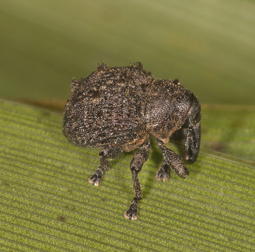 Haplonyx frontalis · iNaturalist