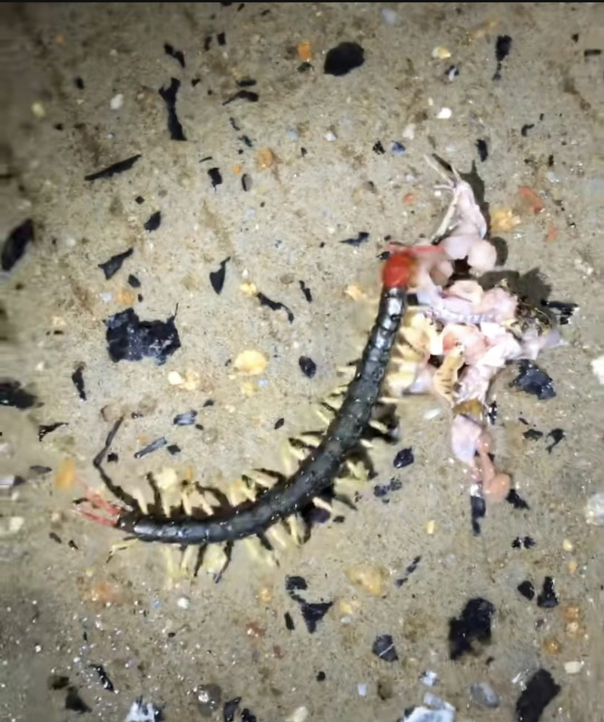 Chinese Red-headed Centipede from Hefei, CN-AH, CN on April 25, 2022 at ...