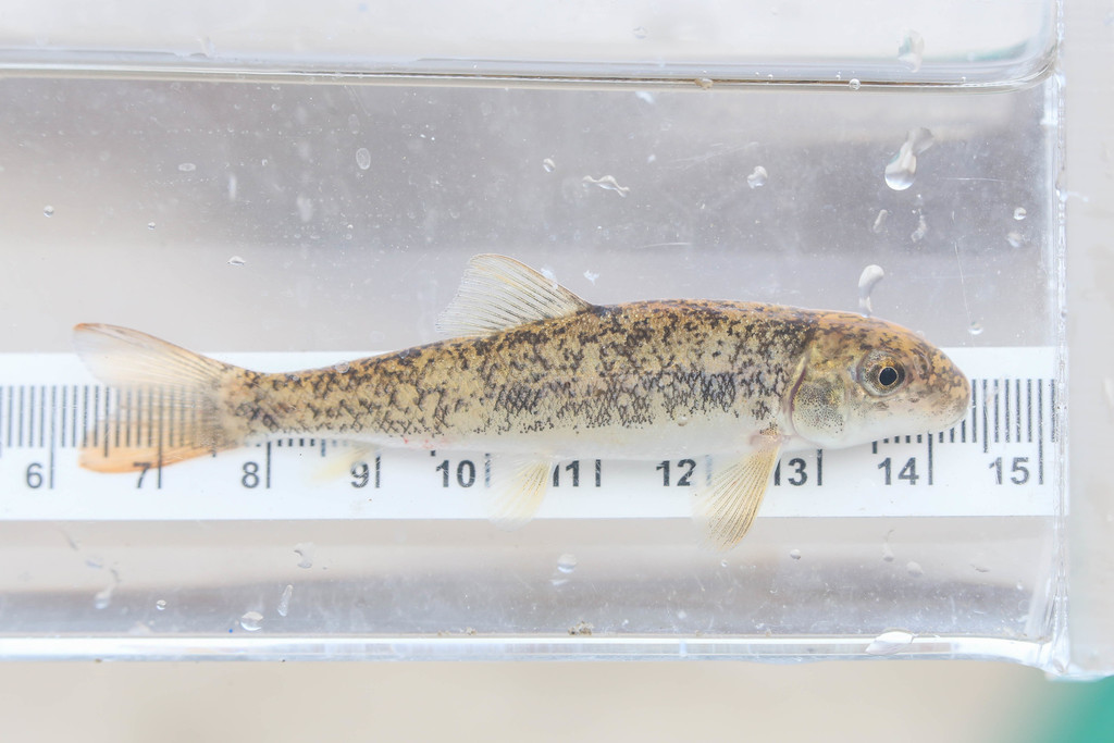 Common Suckers (Catostomus) - Marine Life Identification