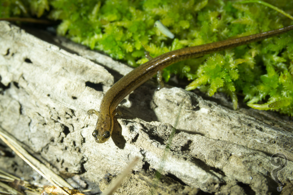 coastal plain dwarf salamander from Florence County, SC, USA on ...