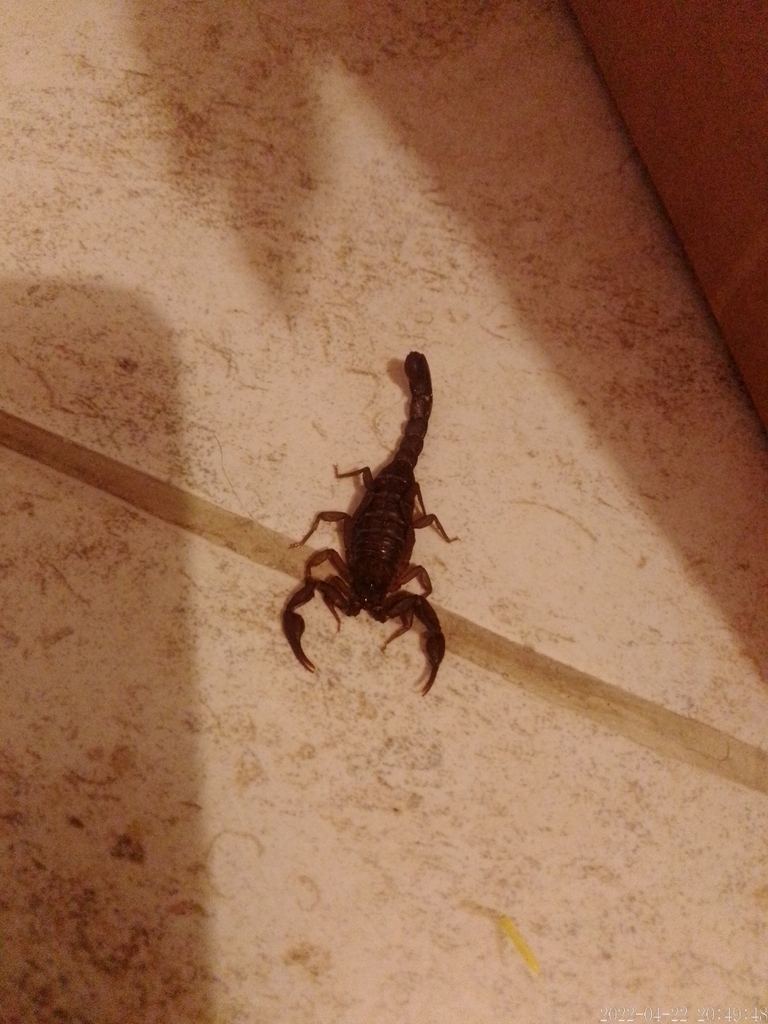 Mexican Scorpion from Tierra Unida on April 23, 2022 at 09:05 PM by ...